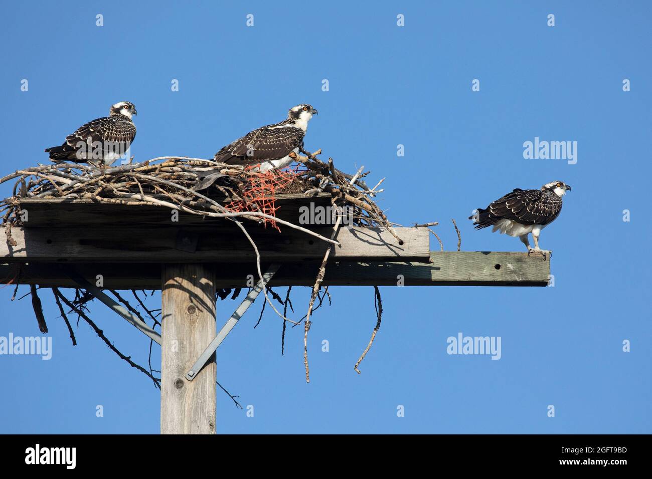Juvenile Osprey High Resolution Stock Photography and Images - Alamy