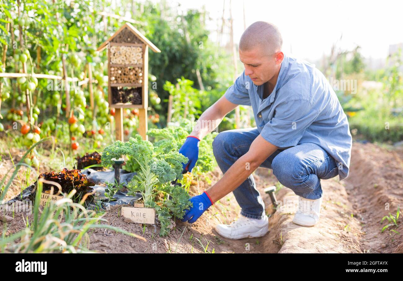 Man hilling kales Stock Photo - Alamy