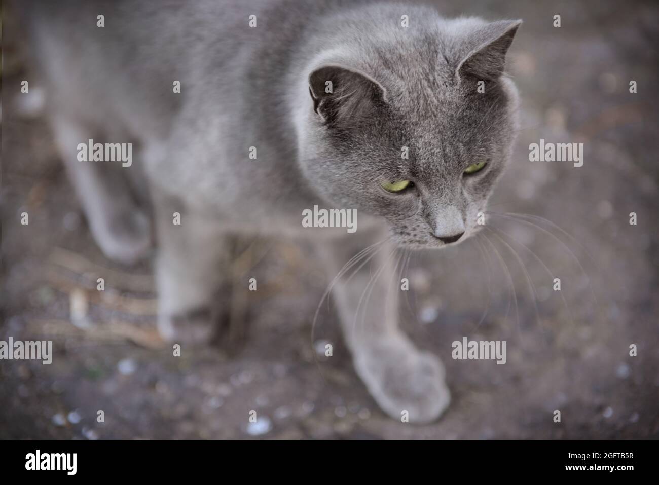 Cute cat walking in park Stock Photo - Alamy
