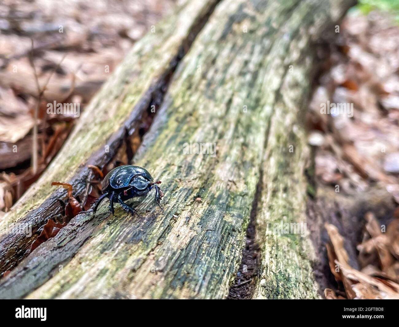 Closeup of a forest beetle sitting on rotting wood in the forest Stock ...