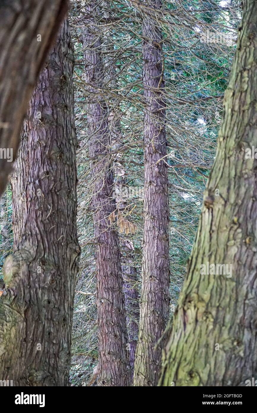 Vertical shot of tree trunks in the forest Stock Photo - Alamy