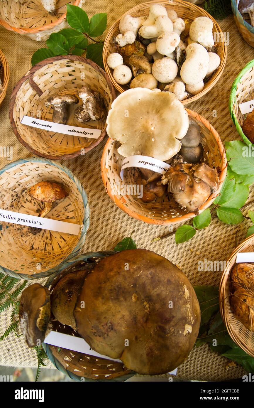 Exhibition of mixed mushrooms freshly picked in the woods Stock Photo ...