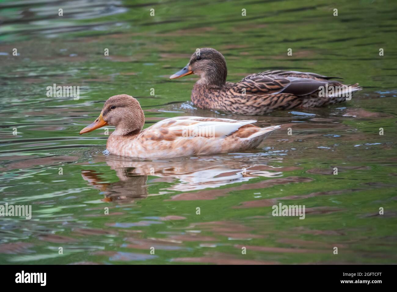 Yellow colored Mallard female Duck swims in the pond. Animal ...