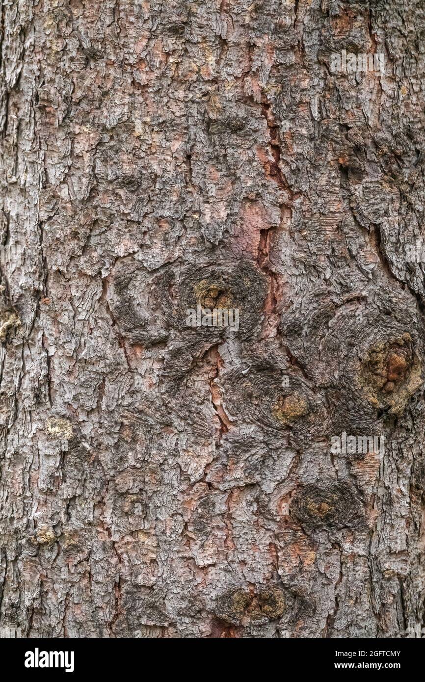 Bark texture and background of a old fir tree trunk. Detailed bark ...