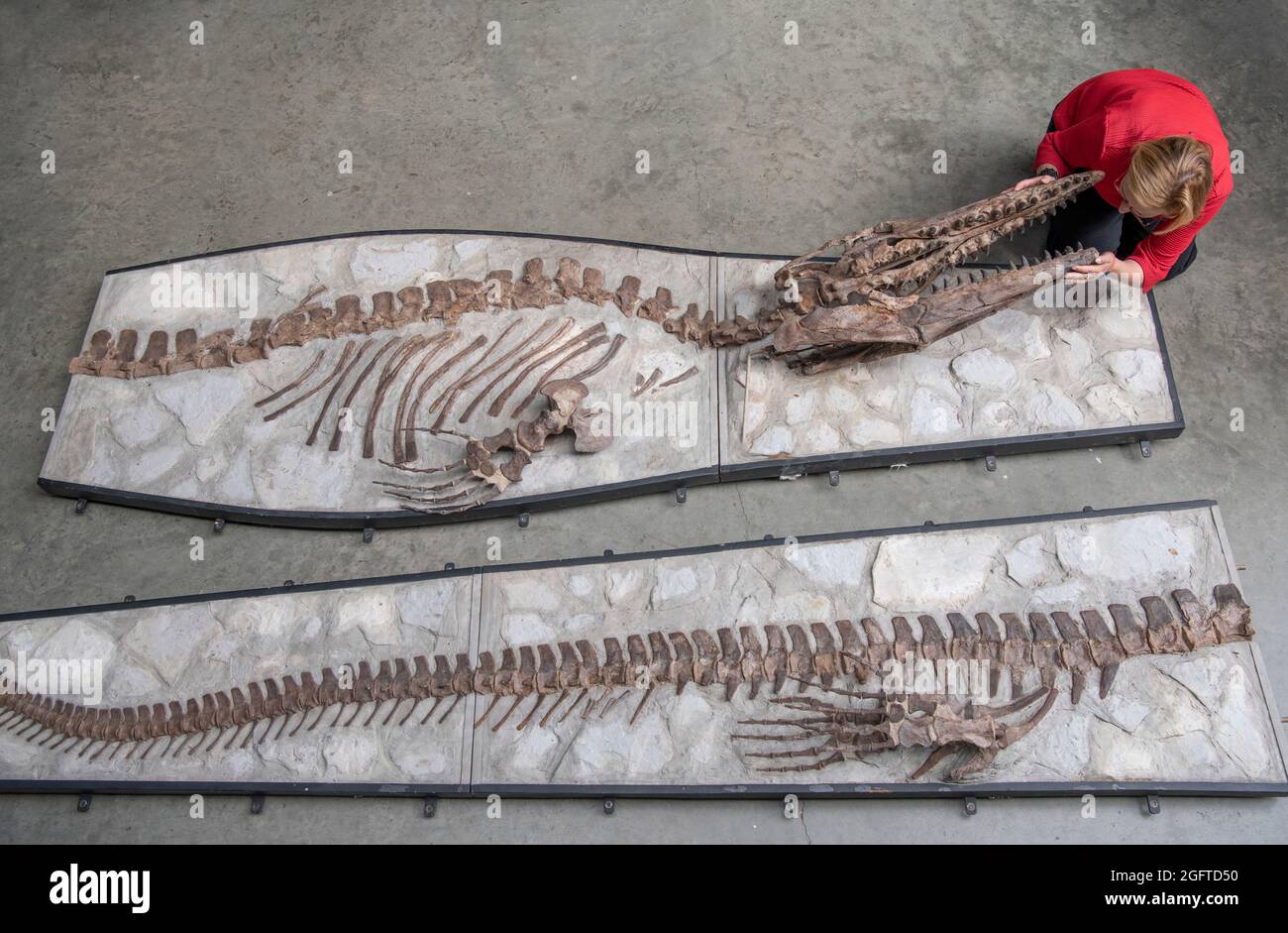 Preserved snakes hi-res stock photography and images - Alamy