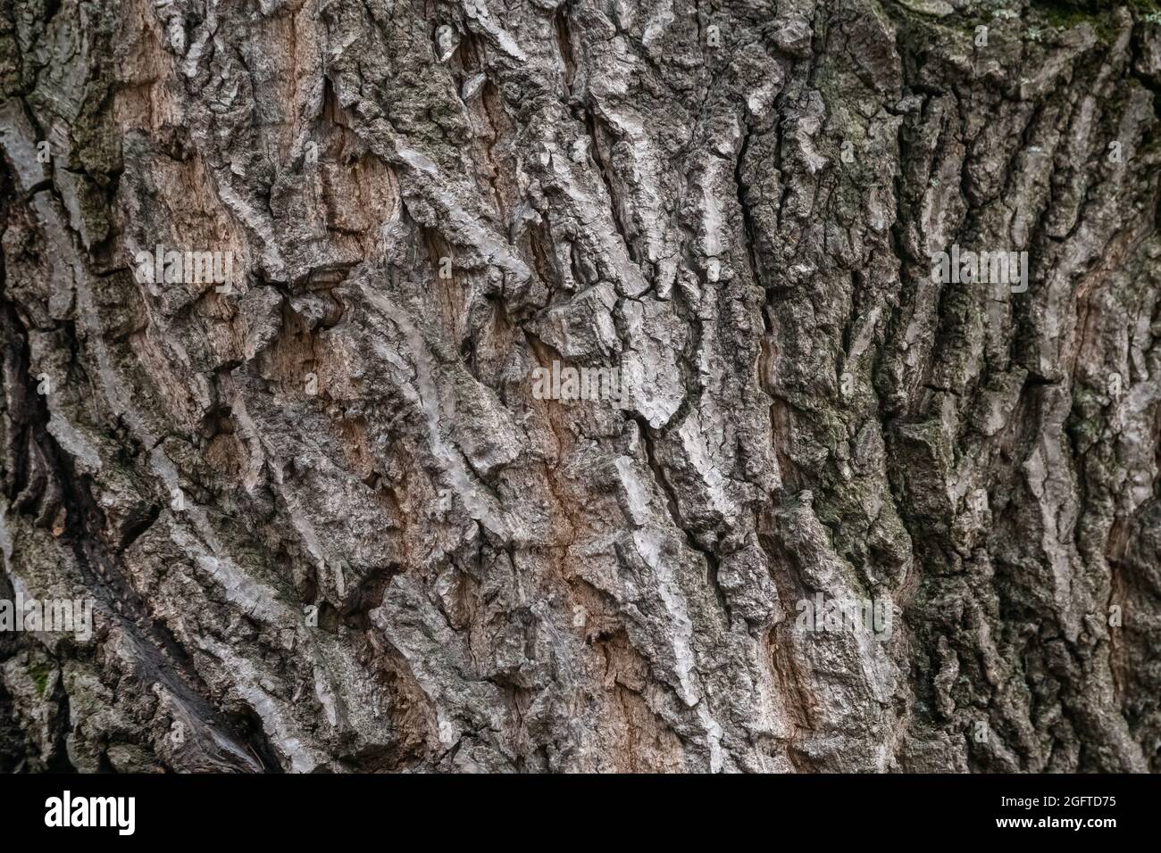 Texture of the bark of old maple tree. Cracked bark, embossed texture ...