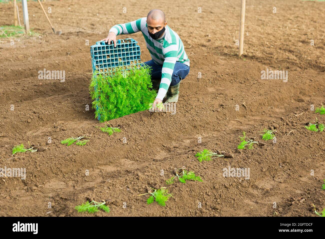 Farm worker planting dill sprouts in garden beds Stock Photo - Alamy