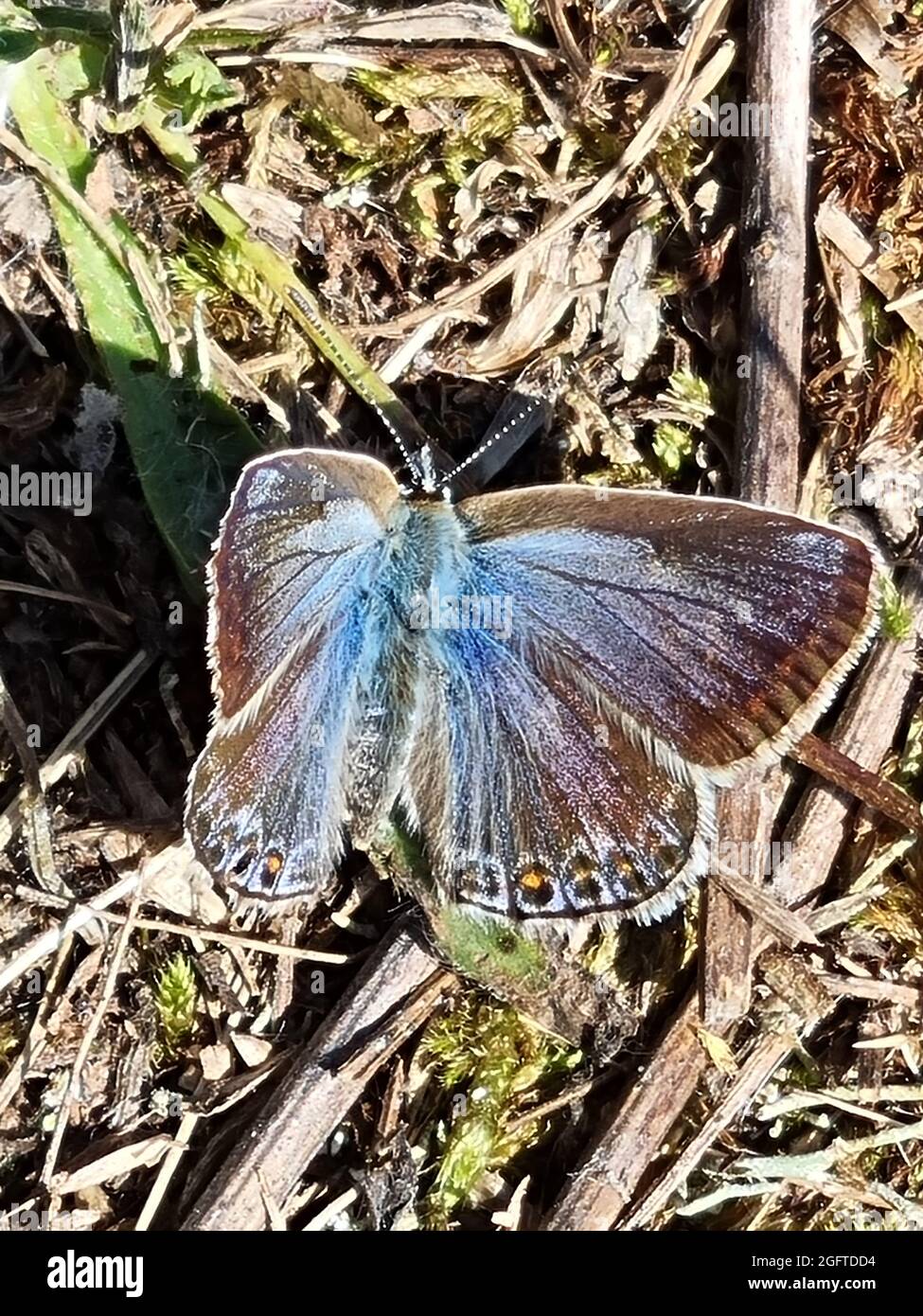 Moth on the ground hi-res stock photography and images - Alamy