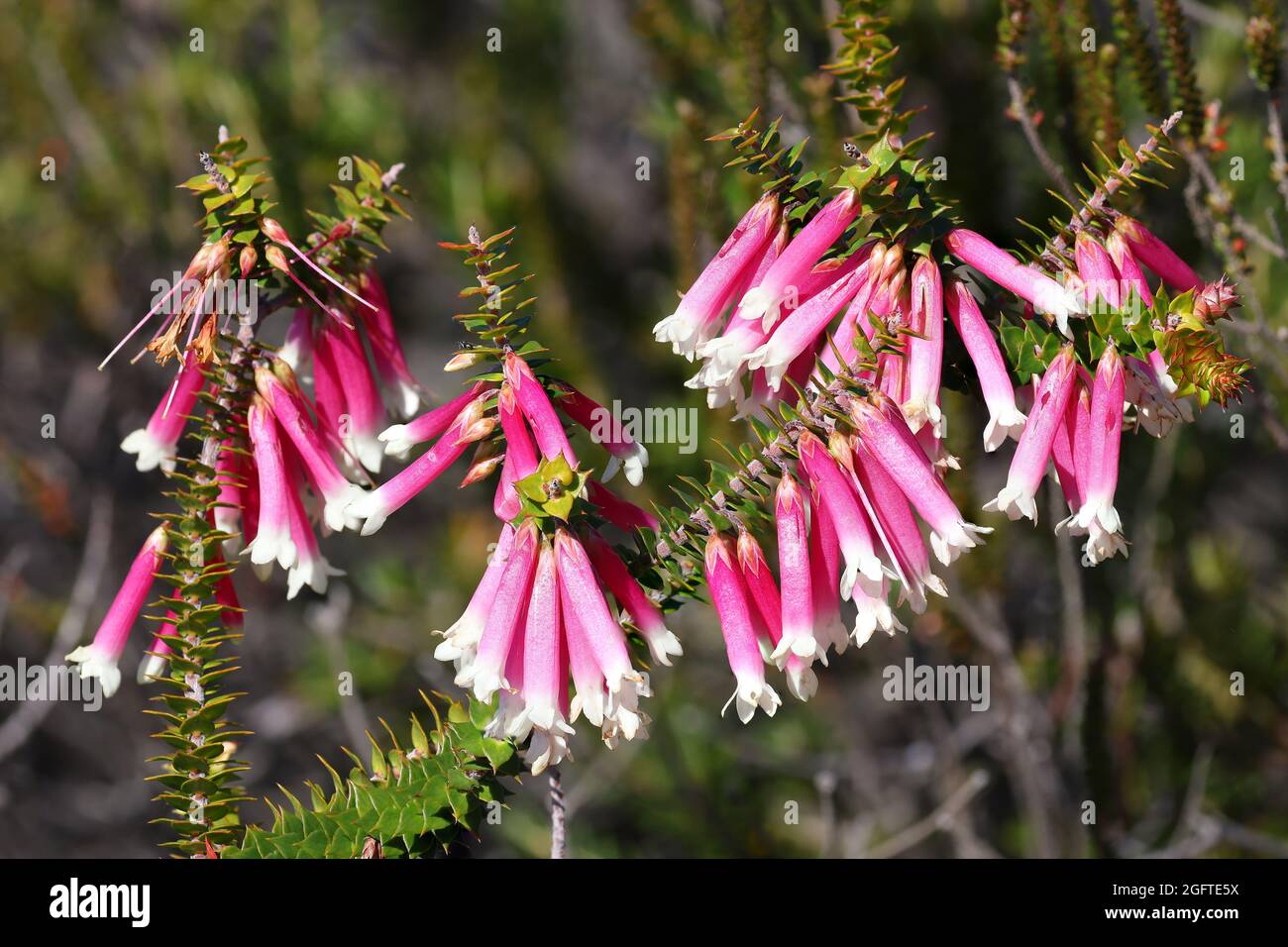 Australian Native Fuchsia Heath plant Stock Photo - Alamy