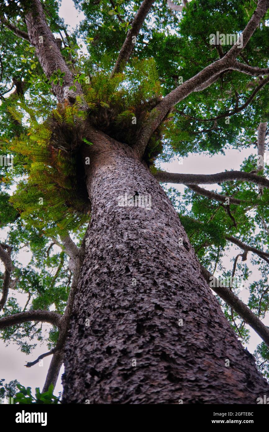 Low angle shot of a Kauri tree (Agathis australis) reaching for the sky ...