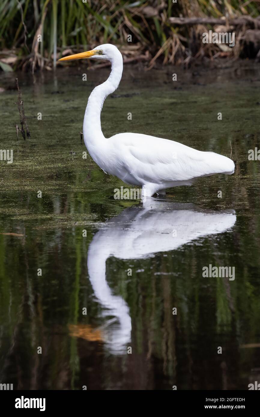 Eastern Great Egret with reflection fishing in lagoon Stock Photo - Alamy