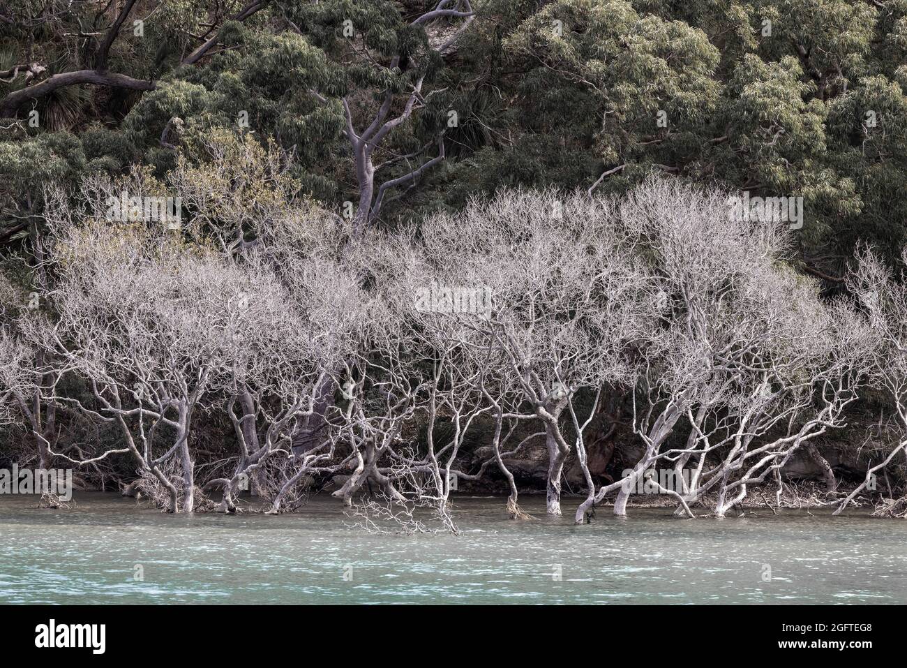 Dieback of Mangrove Trees, Sydney Australia Stock Photo - Alamy