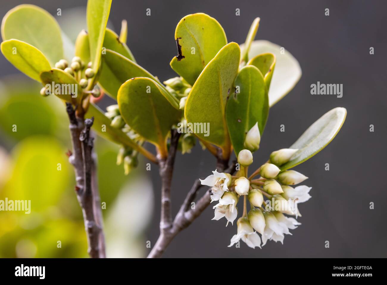 River Mangrove tree with flowers Stock Photo - Alamy