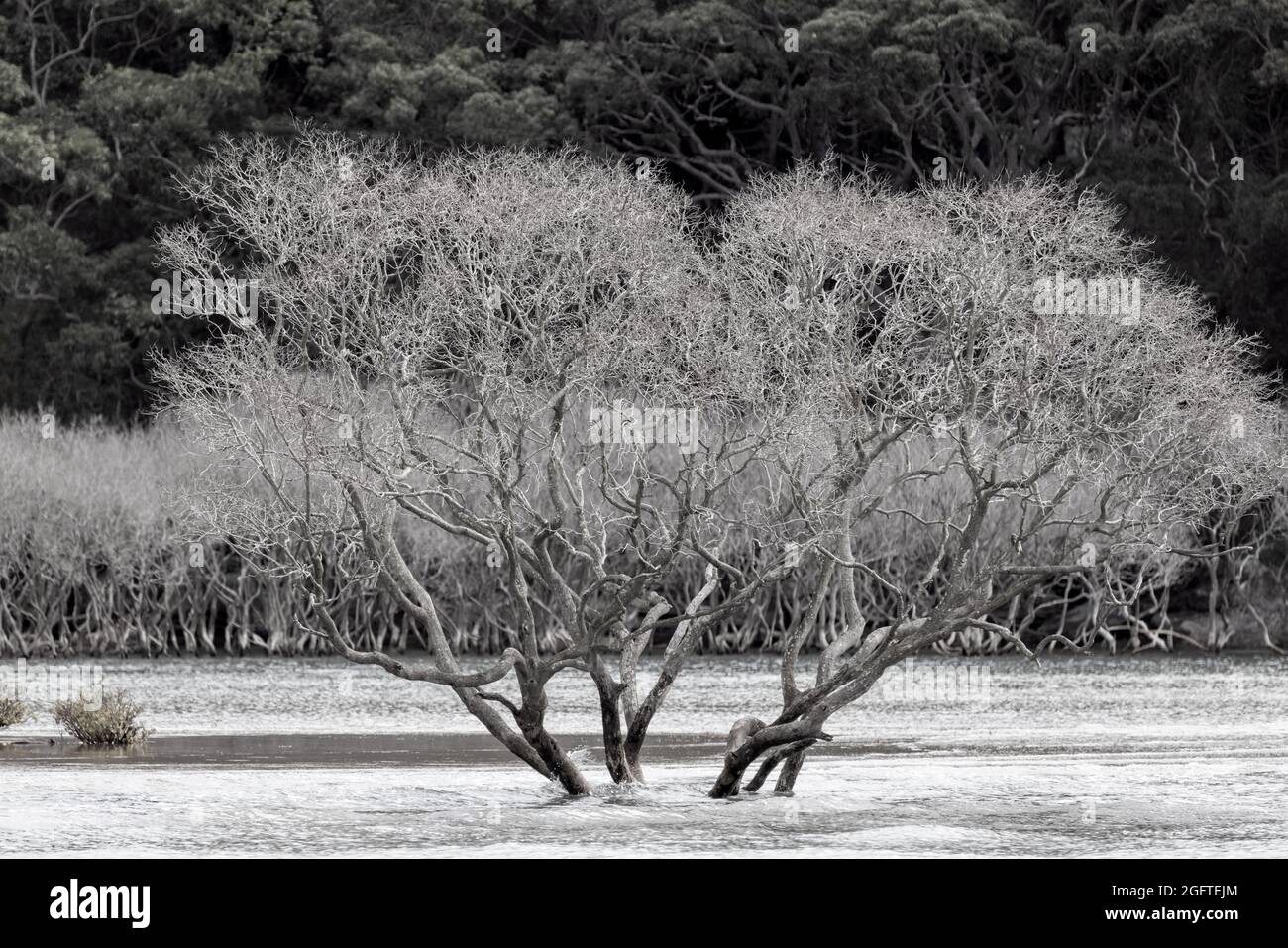 Dieback of Mangrove Trees, Sydney Australia Stock Photo - Alamy