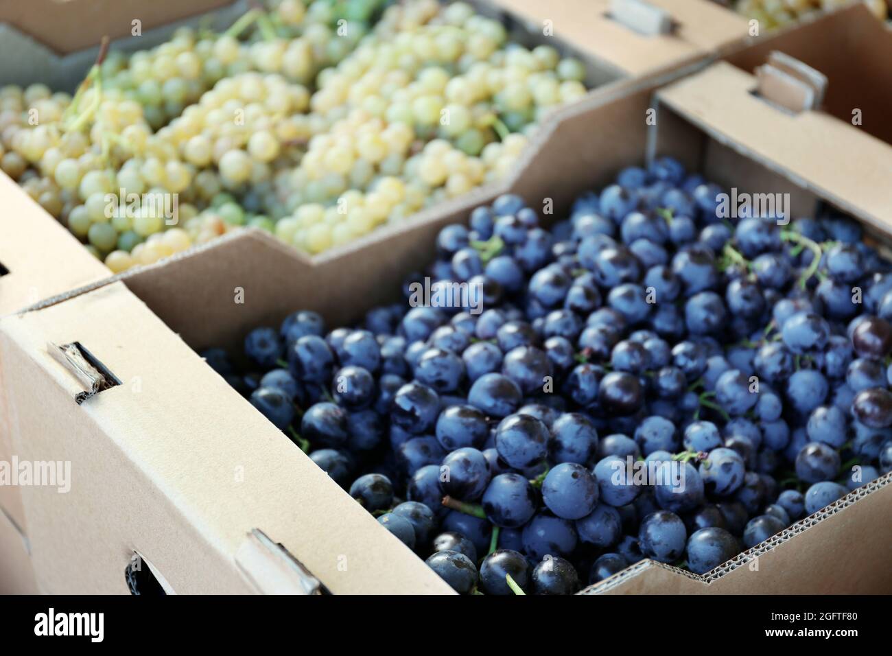 Cardboard box with juicy grapes on market, closeup Stock Photo - Alamy