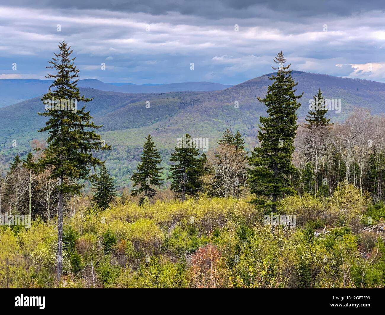 West Virginia Scenic Overlook, State Highway 150, showing new growth ...