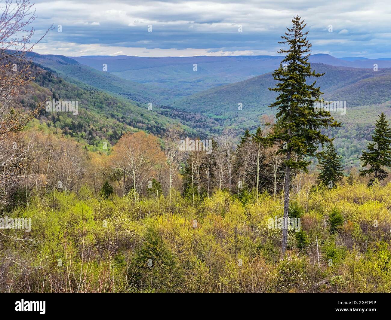 West Virginia Scenic Overlook, State Highway 150, showing new growth ...