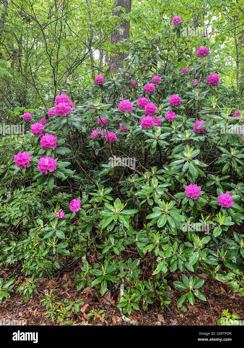 Rhododendron West Virginia