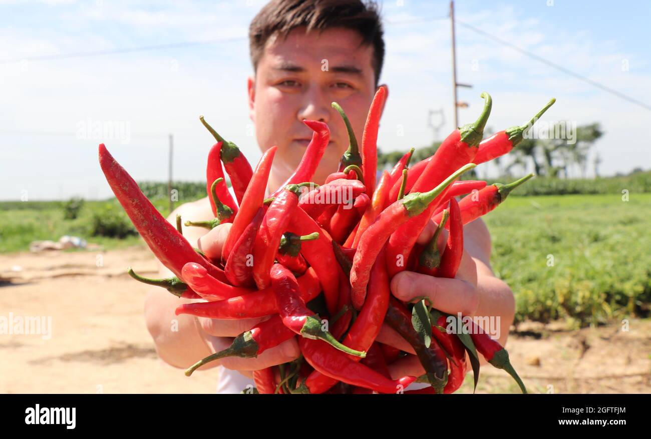 A person shows the pepper harvest in Guangping county, Handan city ...