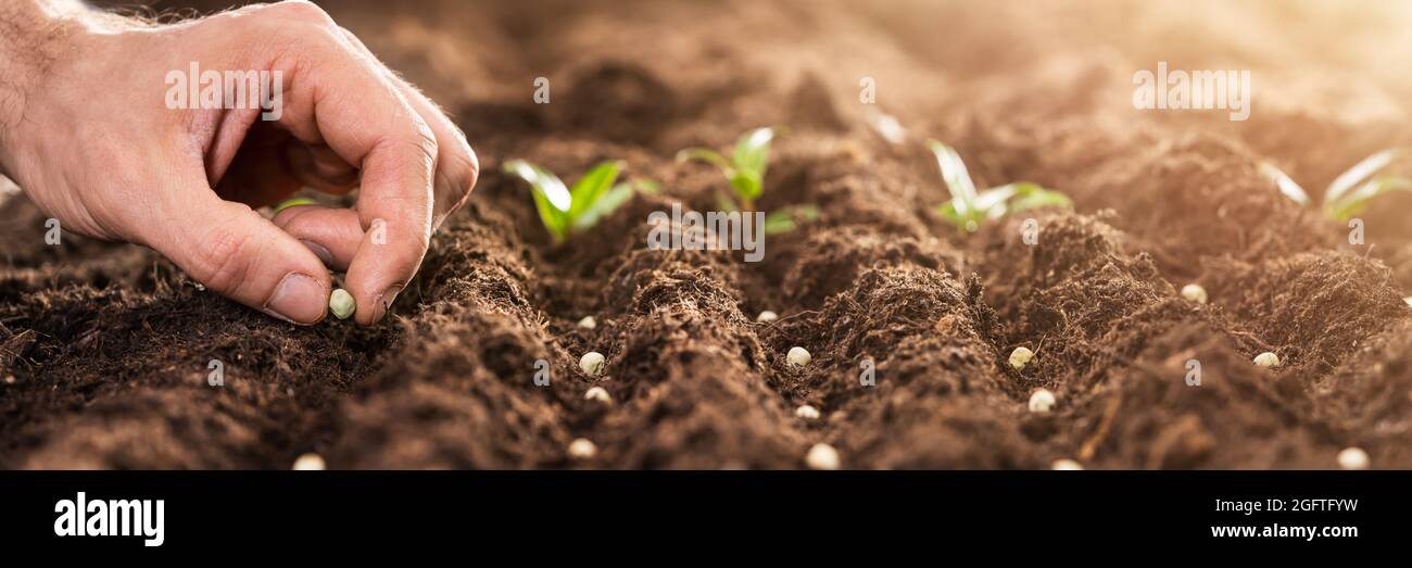Sapling seed hi-res stock photography and images - Alamy