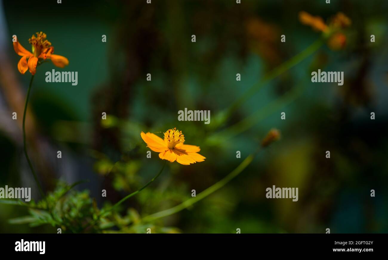 Blooming Flower Under The Sun Stock Photo - Alamy