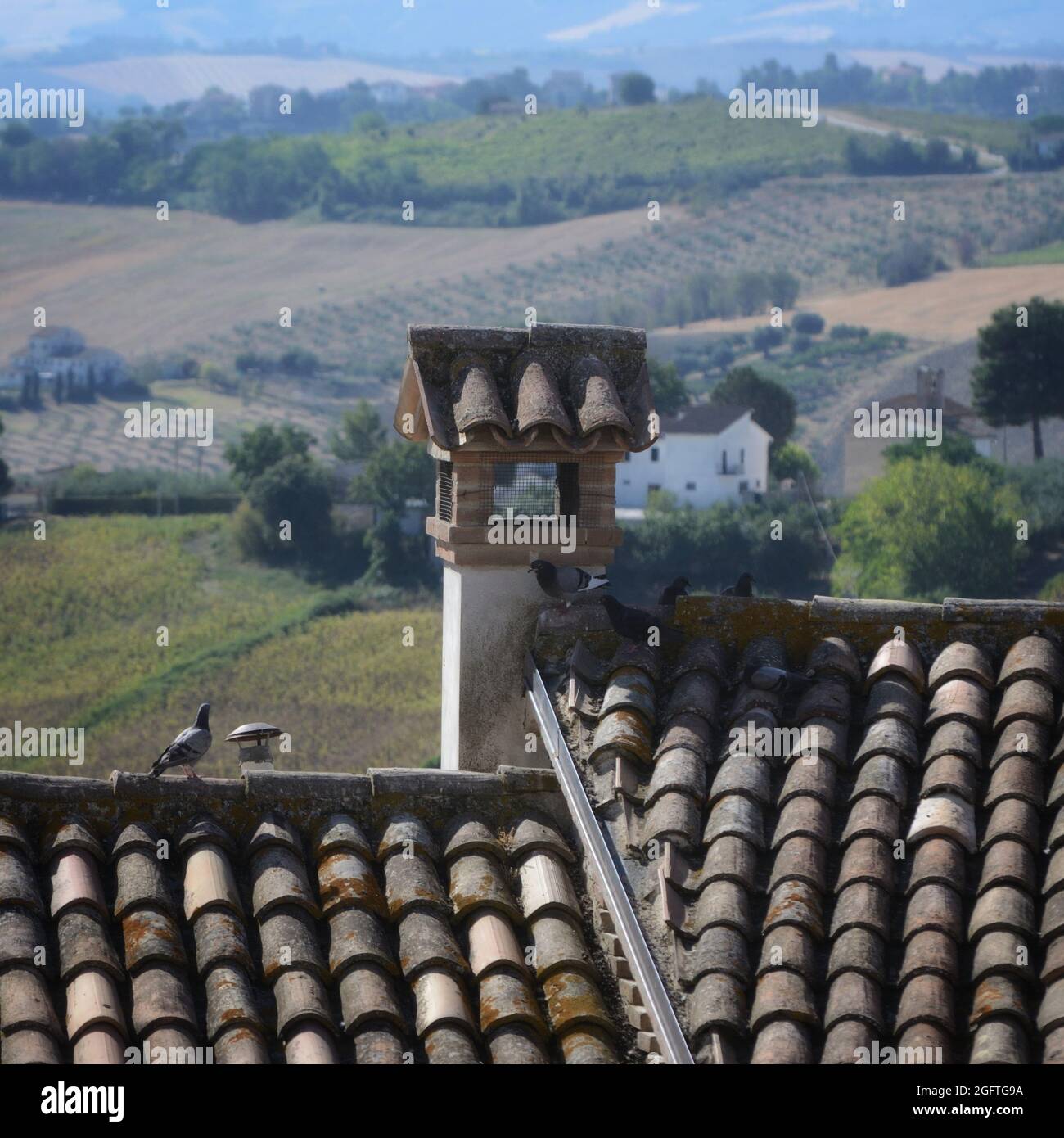 typical Italian roof with tiles and chimney. Rolling cultivated hills ...