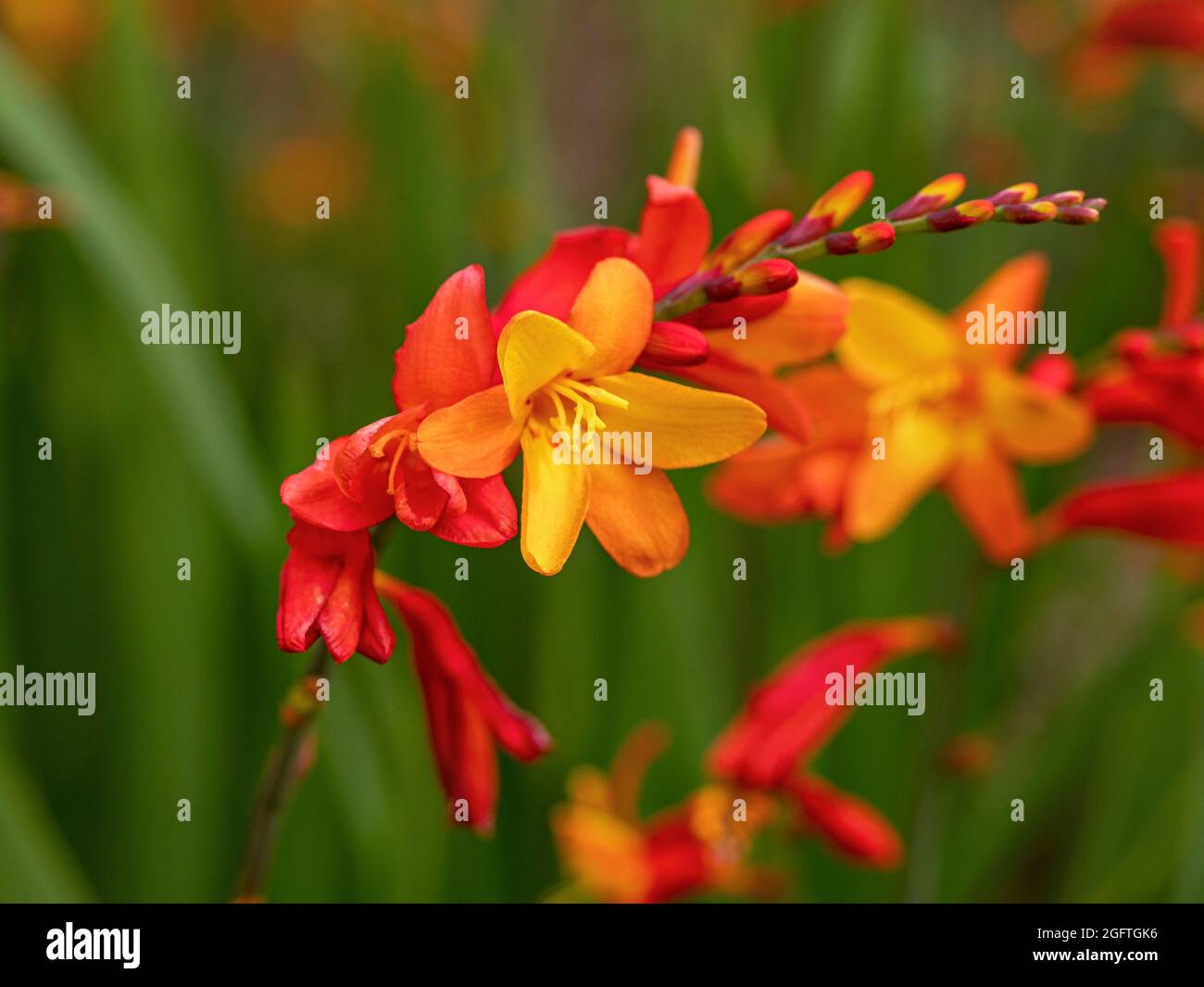 Yellow spikes flowers hi-res stock photography and images - Alamy