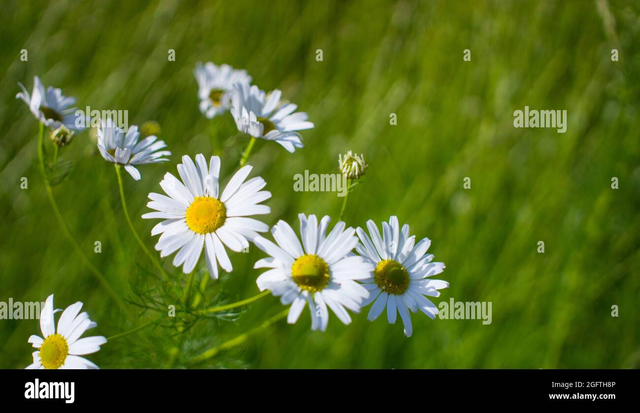 Chamomile background among nature flowers Beautiful scene of nature ...
