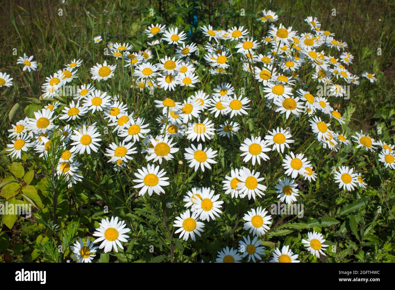 Chamomile background among nature flowers Beautiful scene of nature ...