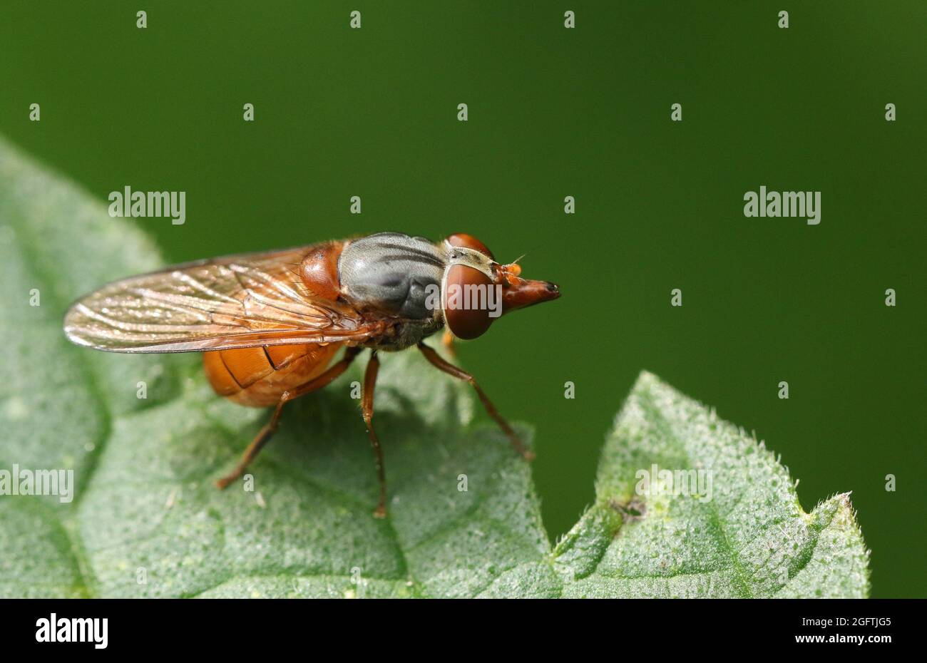 Rhingia rostrata hi-res stock photography and images - Alamy
