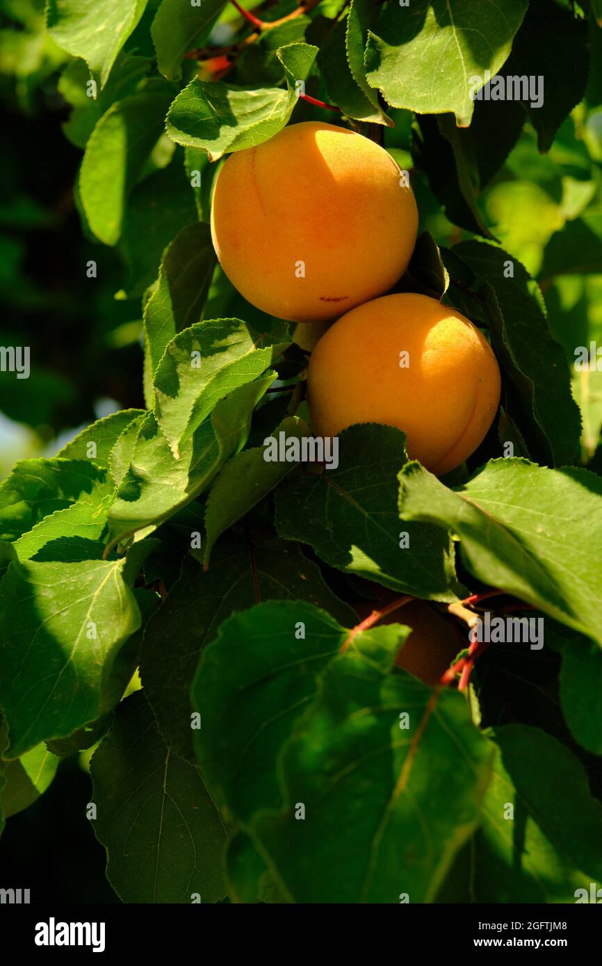 Ripe apricots grow on branch hi-res stock photography and images - Alamy