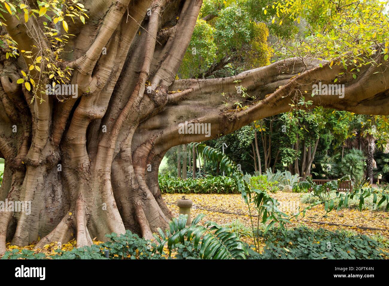 Ficus virens hi-res stock photography and images - Alamy