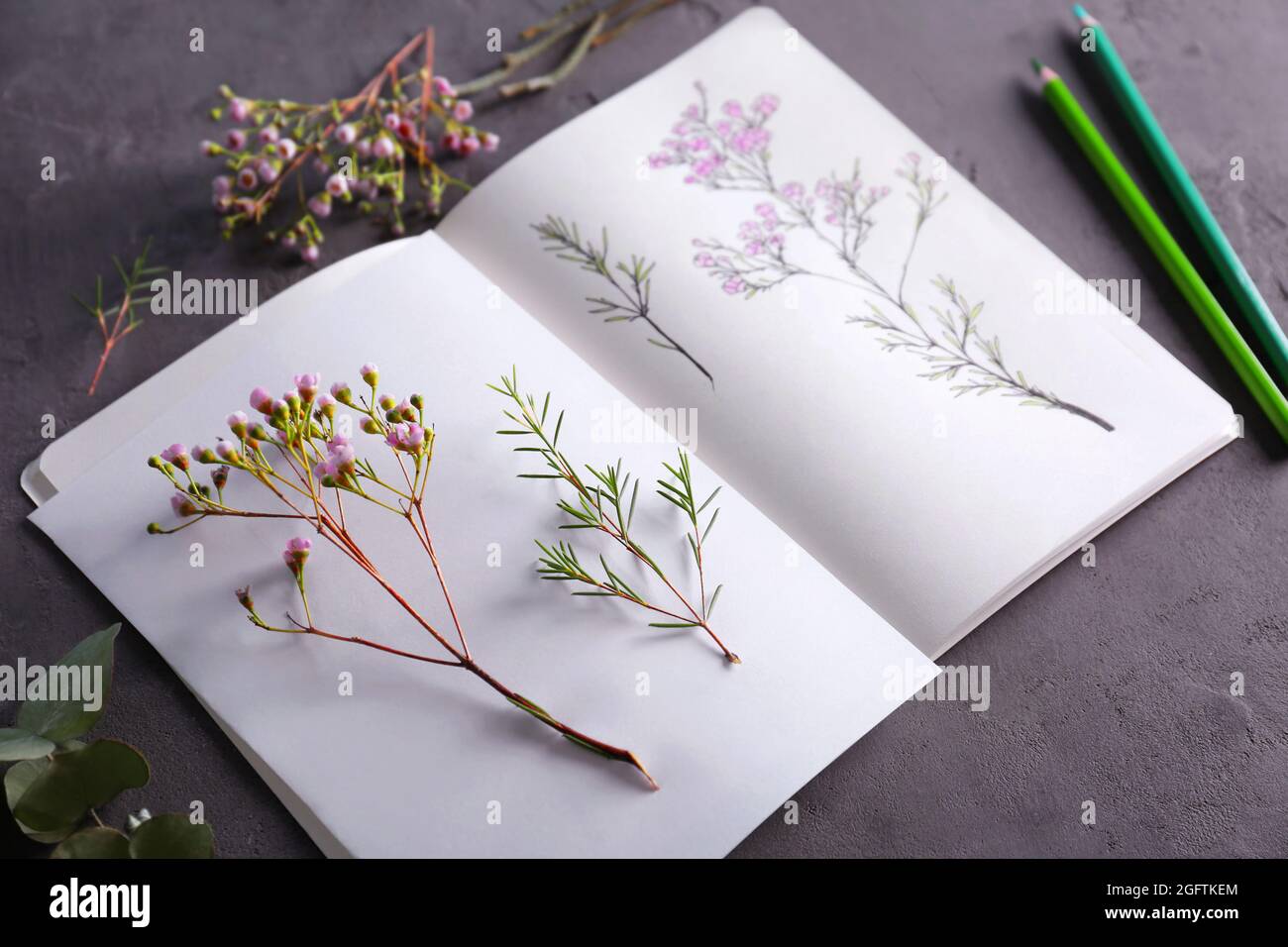 Plants and sketchbook with drawings on grey background Stock Photo - Alamy