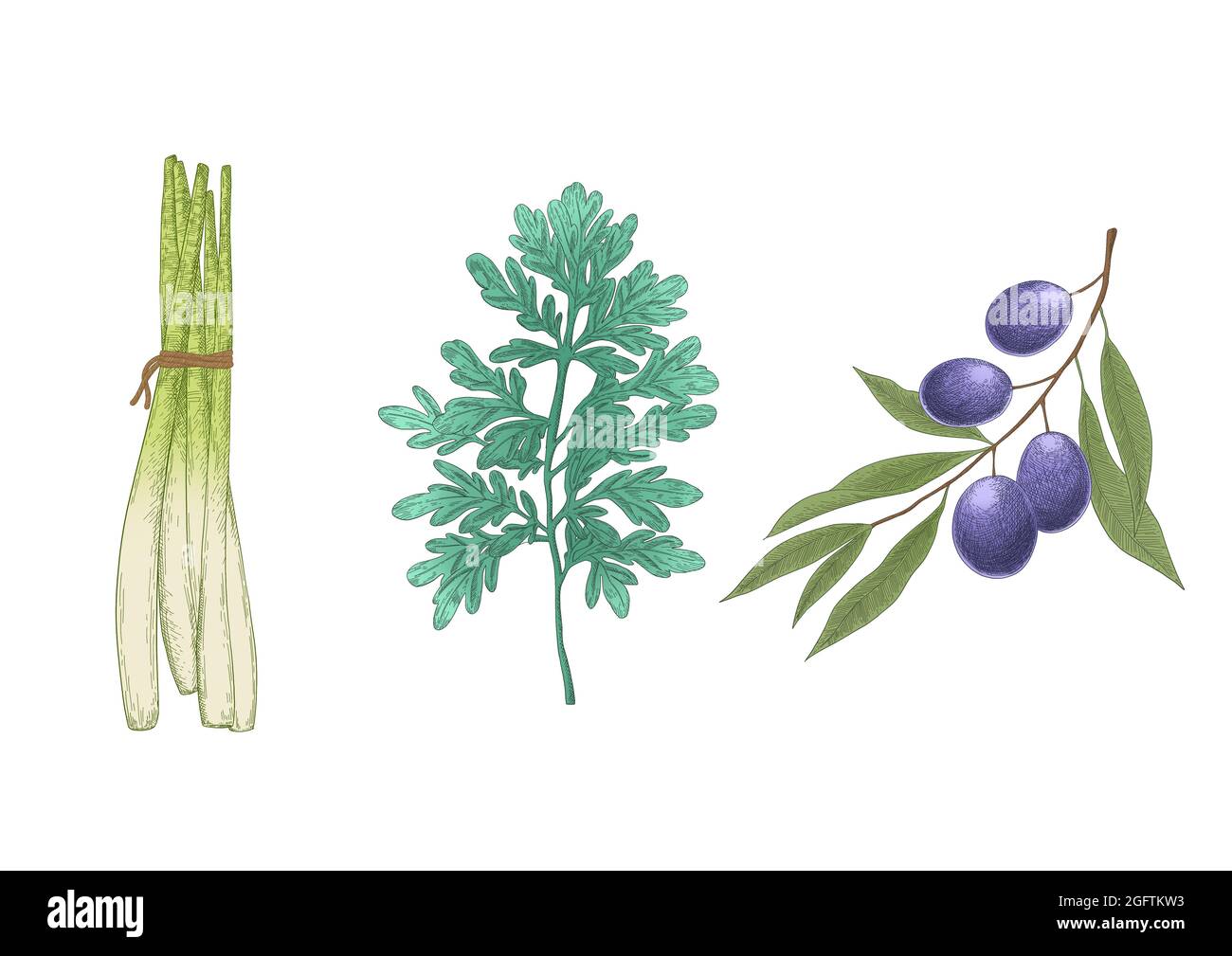 skin care ingredients, natural organic material illustrations Stock ...