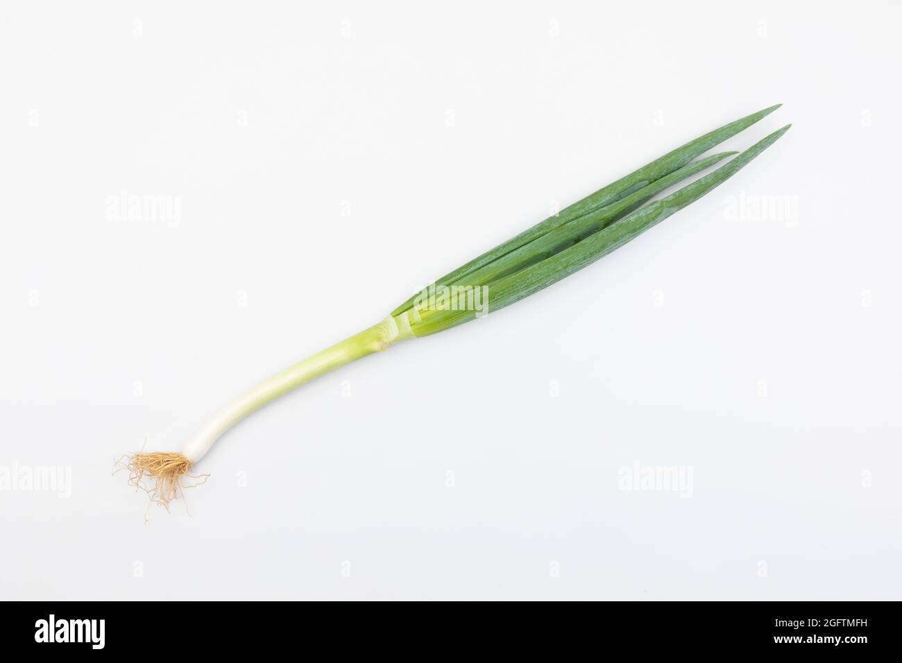 green spring onion, white background Stock Photo - Alamy