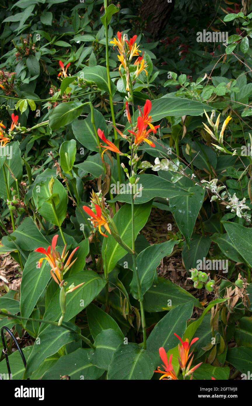 Sydney Australia, clump of canna indica lily with orange and yellow ...