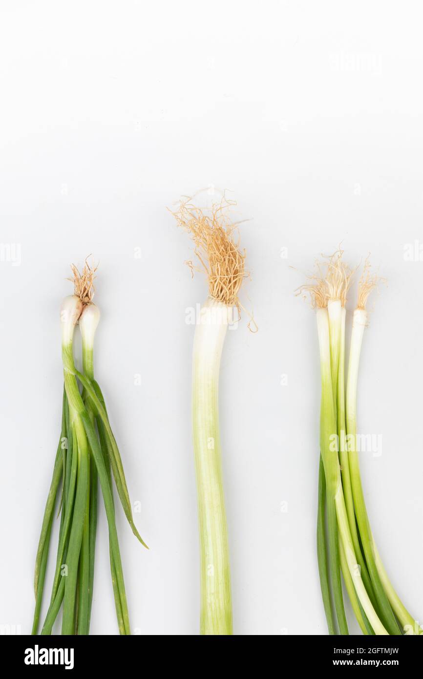 green spring onion root, white background Stock Photo - Alamy