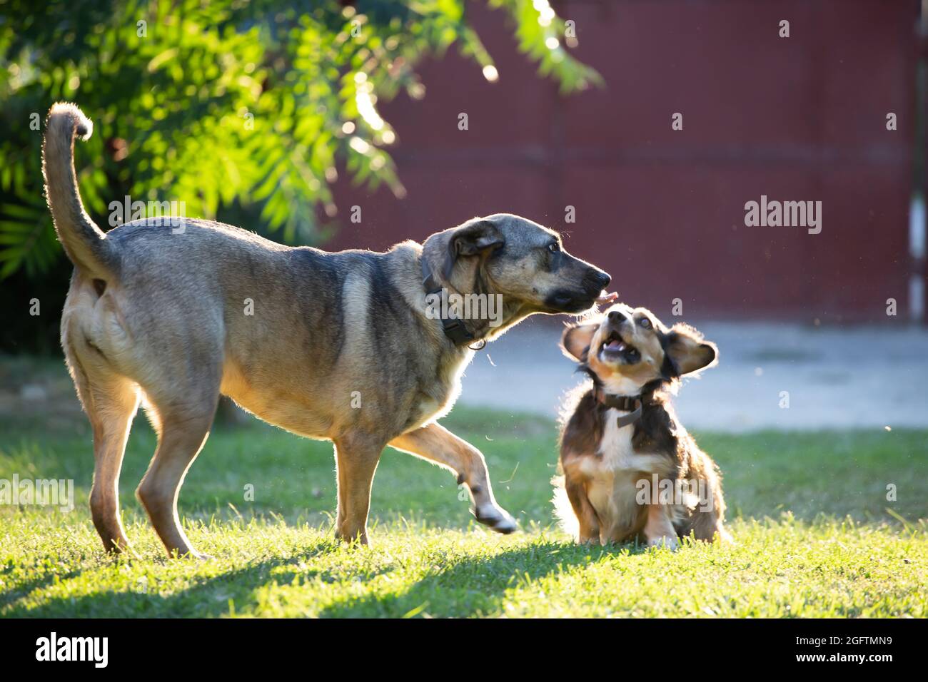 Dogs playing together outdoors in summer sunset Stock Photo - Alamy