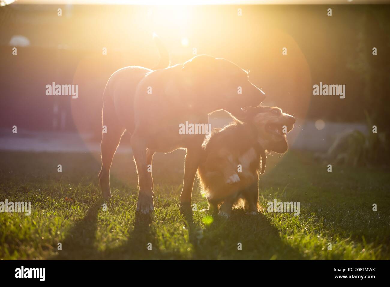 Dogs playing together outdoors in summer sunset Stock Photo - Alamy