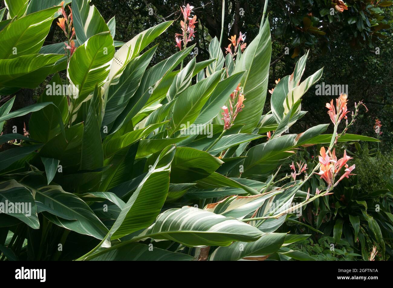 Sydney Australia, clump of flowering tall variegated leaf stuttgart ...