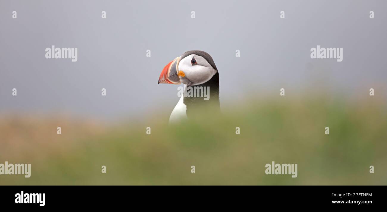The atlantic puffin lives on the ocean and comes for nesting and ...