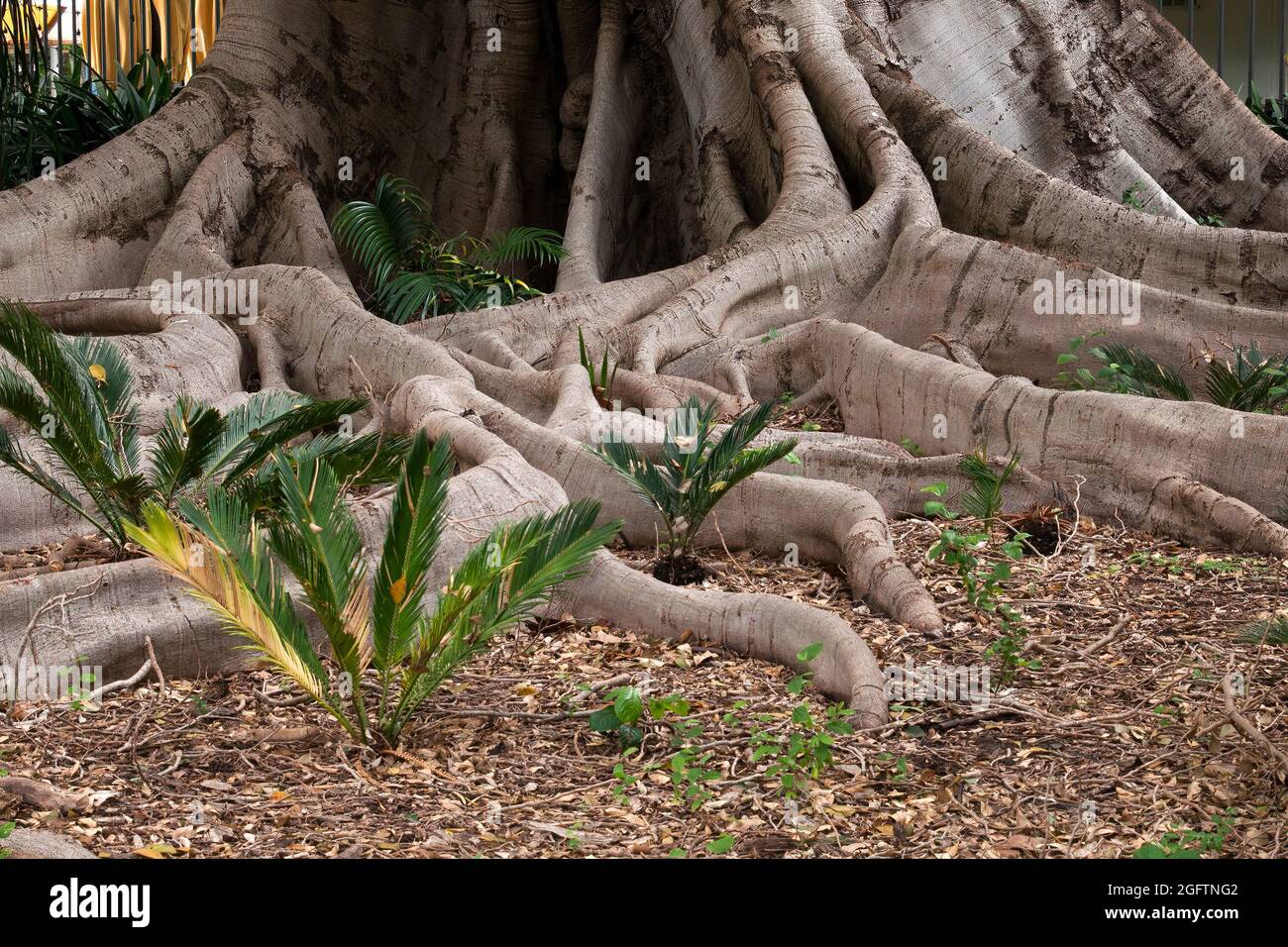 Sydney Australia, small cycads growing among the roots of a ficus tree ...