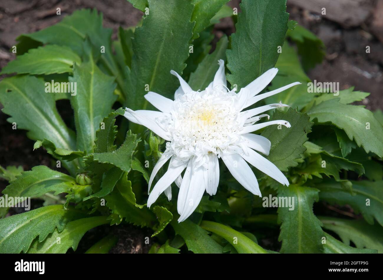 Double white shasta daisy hi-res stock photography and images - Alamy