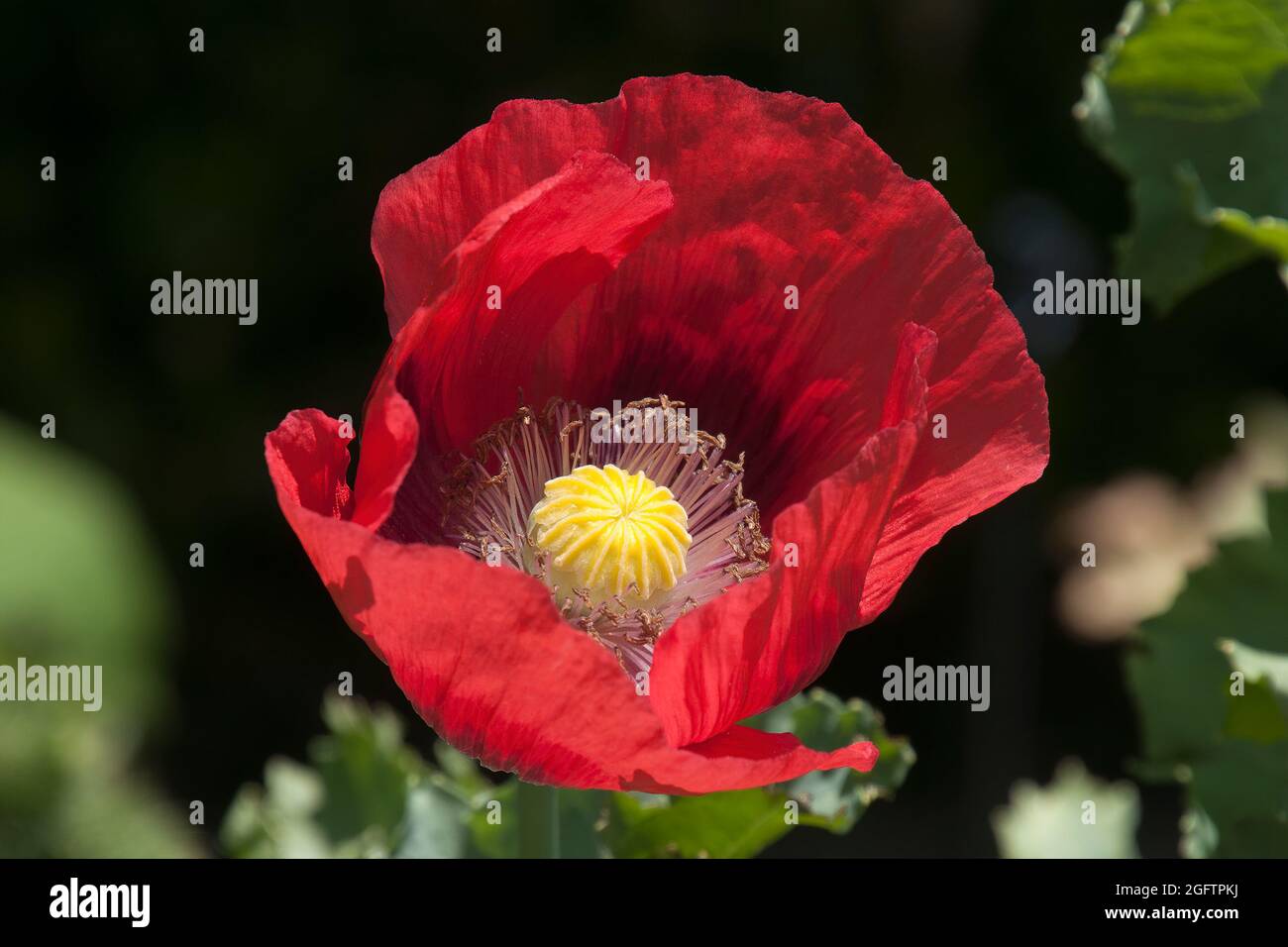 Red poppy flower yellow center hi-res stock photography and images - Alamy