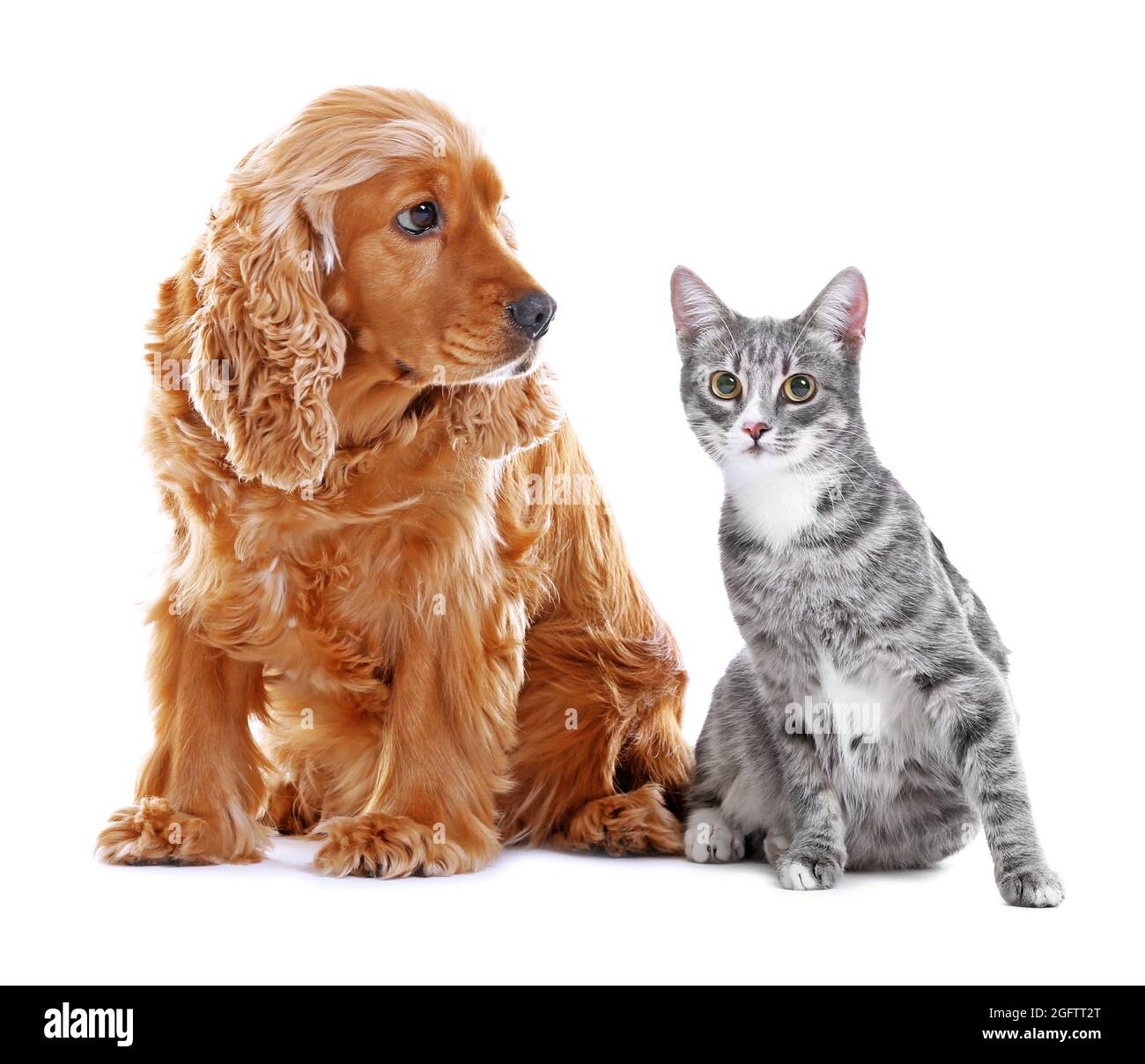 Cute dog and cat together on white background Stock Photo - Alamy