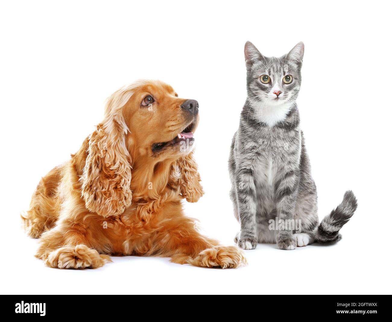Cute dog and cat together on white background Stock Photo - Alamy