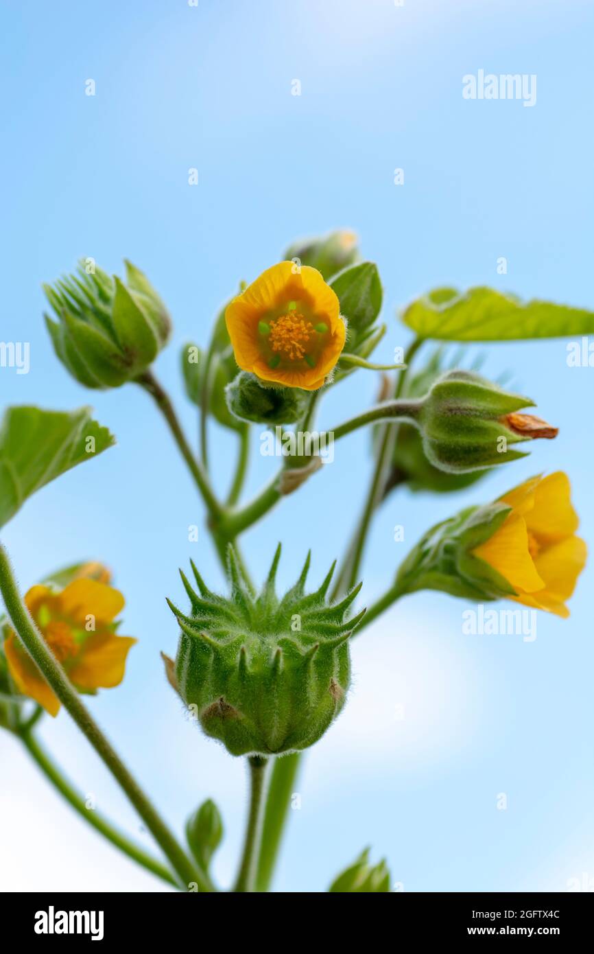 Abutilon theophrasti leaves and flowers. The plant is also known as ...
