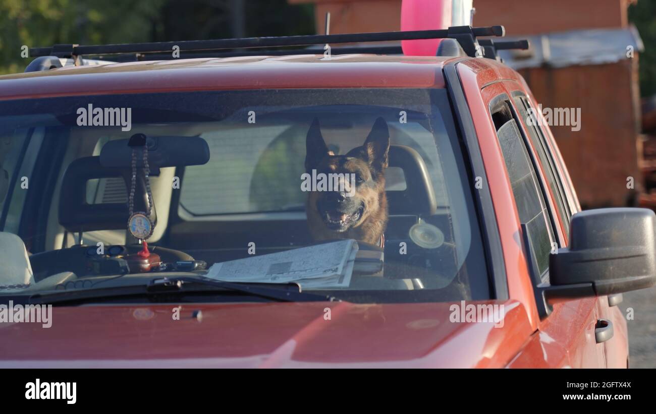 A funny shepherd dog is sitting behind the wheel in a car Stock Photo ...