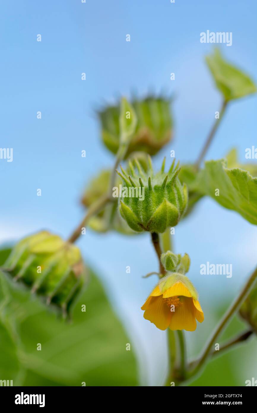 Abutilon theophrasti leaves and flowers. The plant is also known as ...