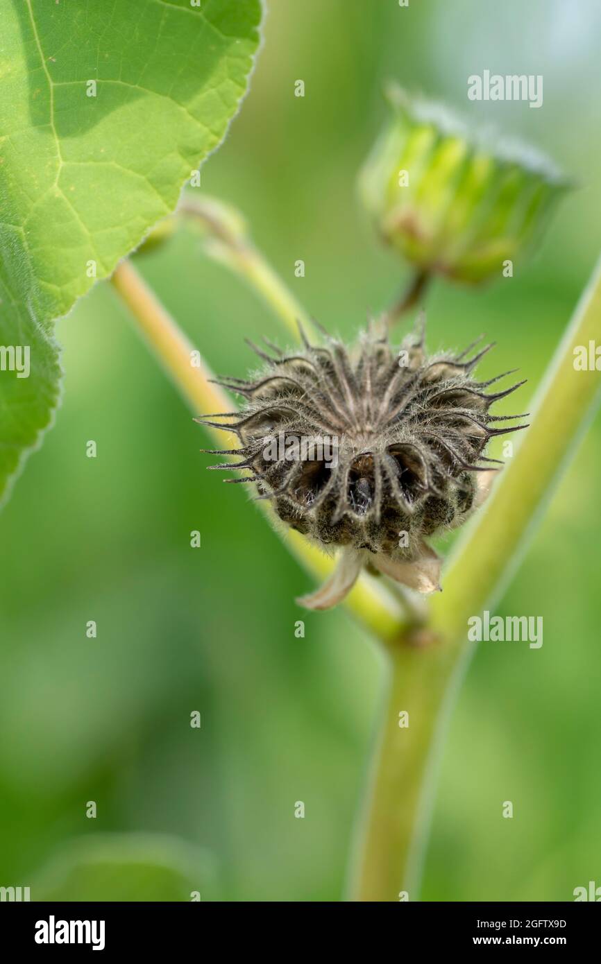 Abutilon theophrasti leaves and flowers. The plant is also known as ...